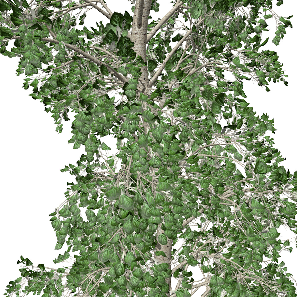 ArtStation - European Aspen Tree #07 - High Poly Tree (3D Model) | Game ...