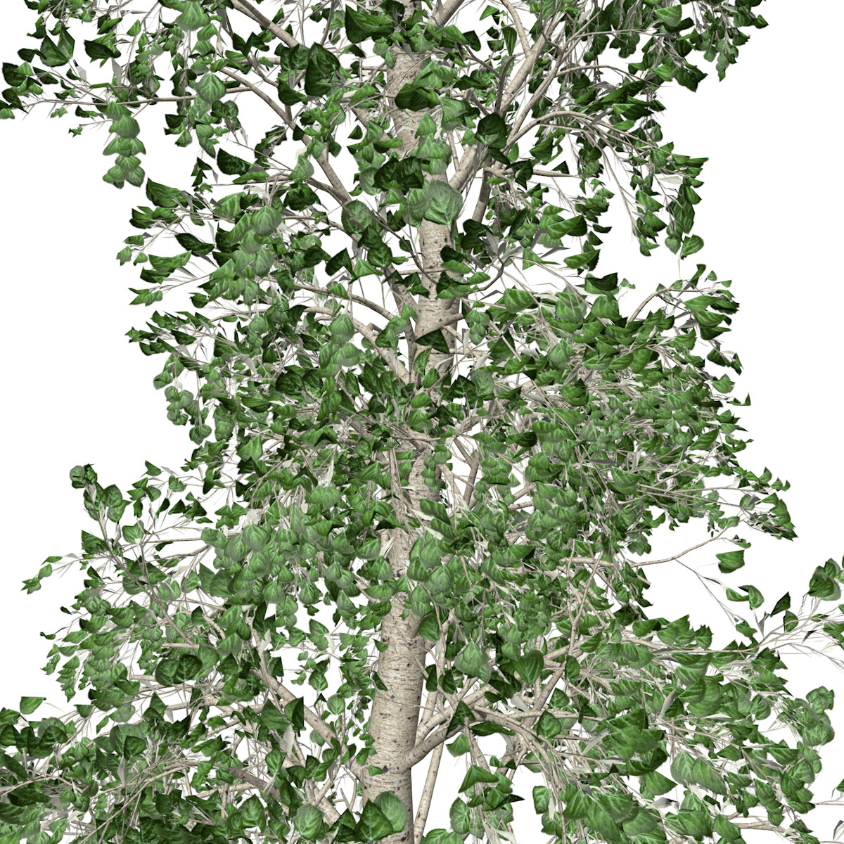 ArtStation - European Aspen Tree #09 - High Poly Tree (3D Model) | Game ...