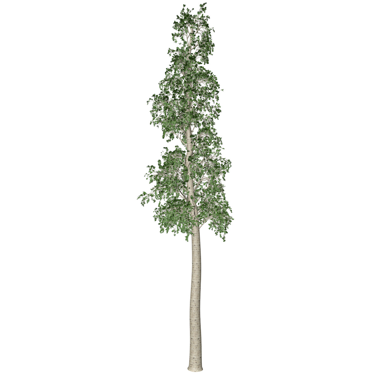 ArtStation - European Aspen Tree #10 - High Poly Tree (3D Model) | Game ...