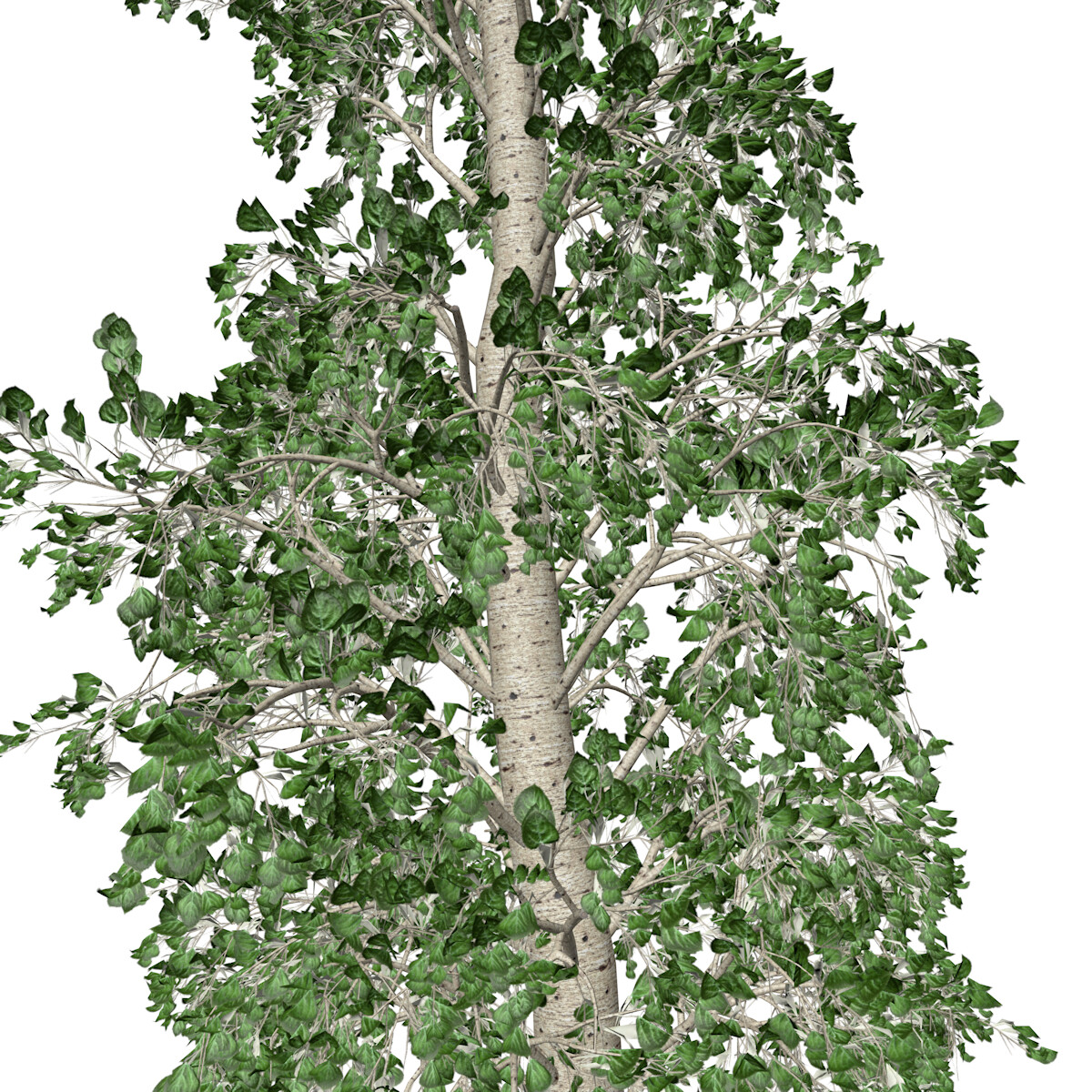 ArtStation - European Aspen Tree #10 - High Poly Tree (3D Model) | Game ...