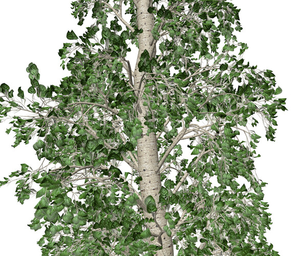 ArtStation - European Aspen Tree #10 - High Poly Tree (3D Model) | Game ...