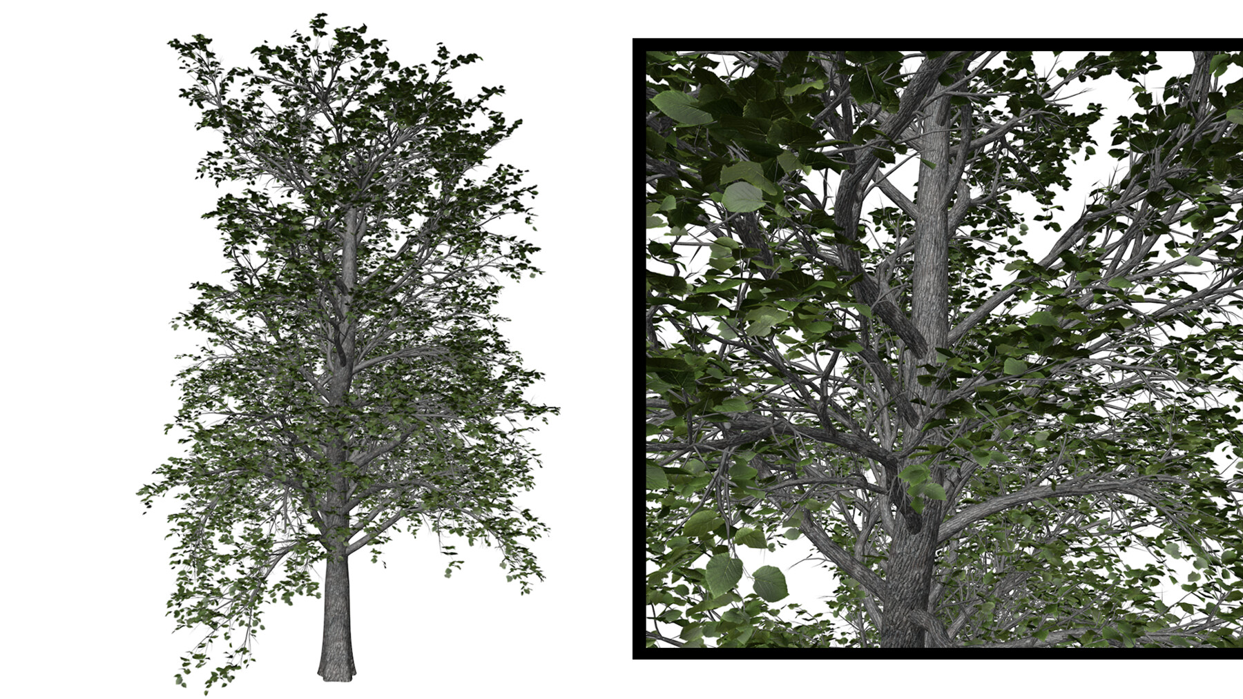 ArtStation - European Linden Tree #02 - High Poly Tree (3D Model) | Game Assets
