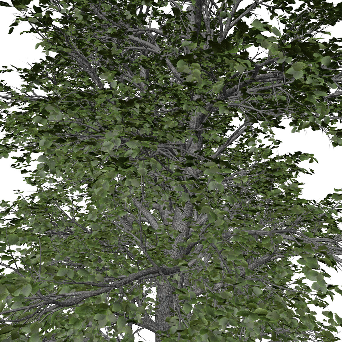 ArtStation - European Linden Tree #09 - High Poly Tree (3D Model ...
