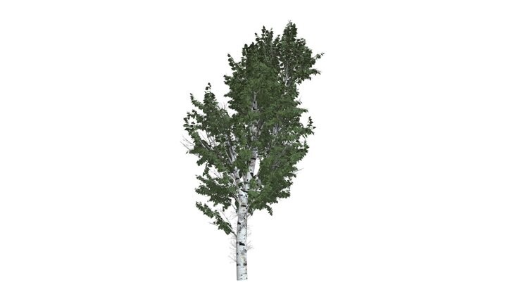 ArtStation - European White Birch Tree #02 - High Poly Tree (3D Model ...