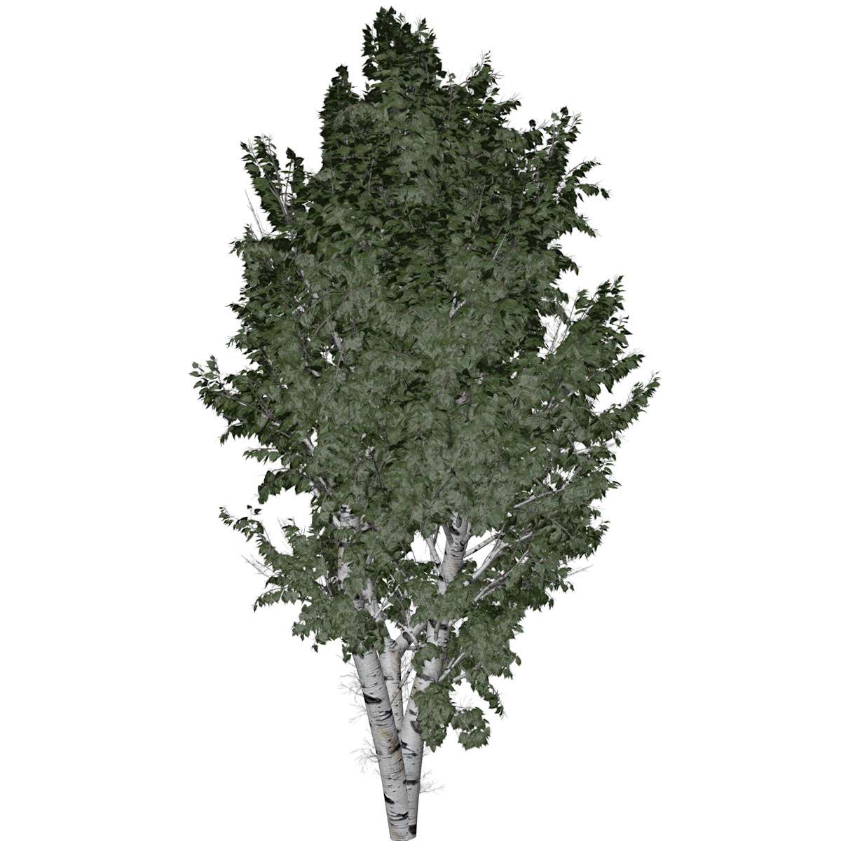 ArtStation - European White Birch Tree #07 - High Poly Tree (3D Model ...