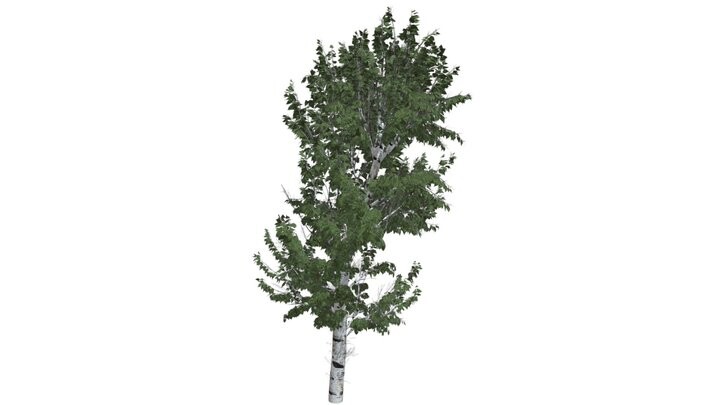 ArtStation - European White Birch Tree #09 - High Poly Tree (3D Model ...