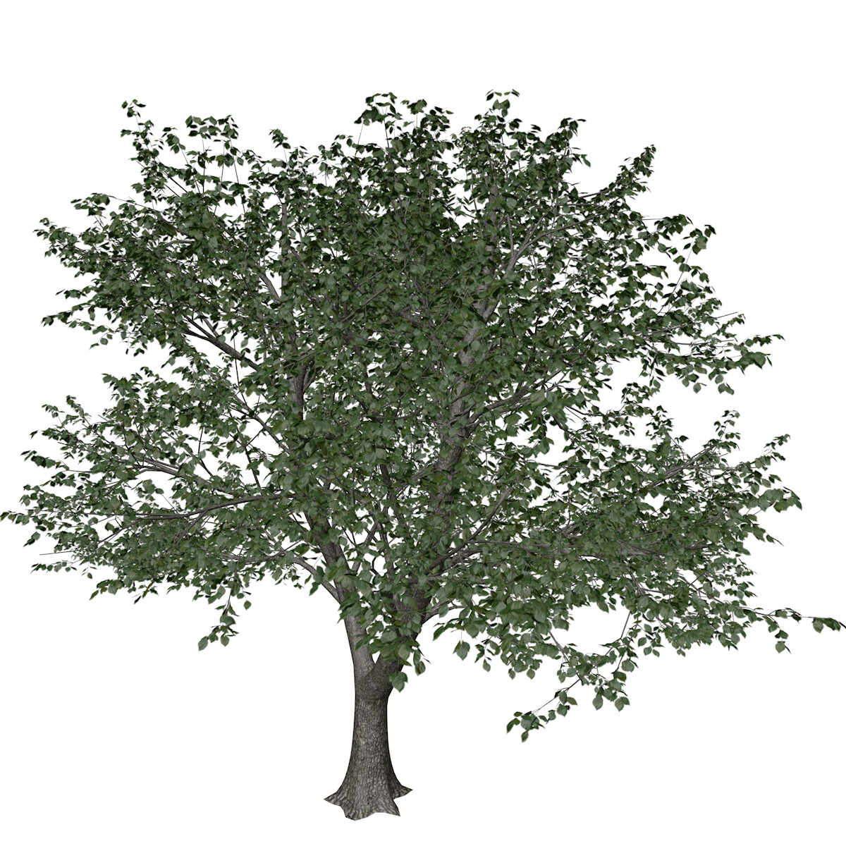 ArtStation - Green Ash Tree #06 - High Poly Tree (3D Model) | Game Assets