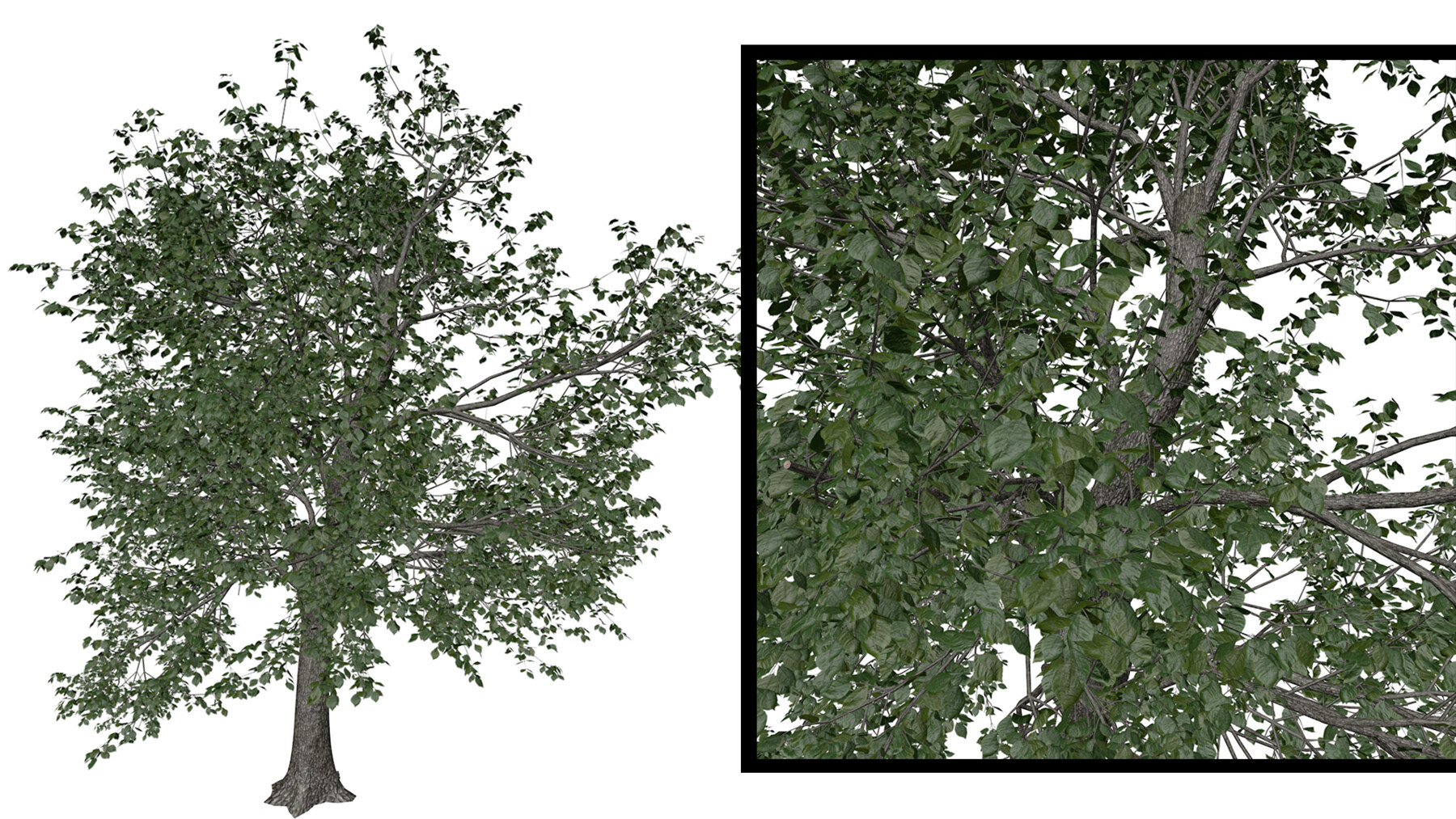 ArtStation - Green Ash Tree #08 - High Poly Tree (3D Model) | Game Assets