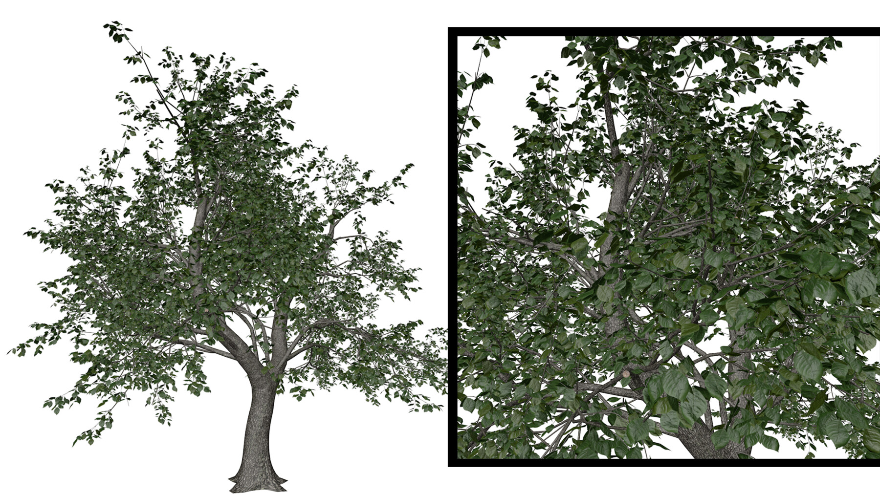 ArtStation - Green Ash Tree #09 - High Poly Tree (3D Model) | Game Assets