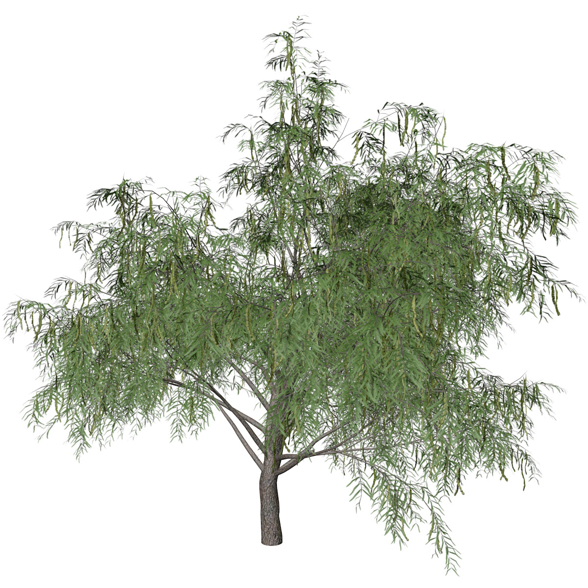 ArtStation - Honey Mesquite Tree #02 - High Poly Tree (3D Model) | Game ...