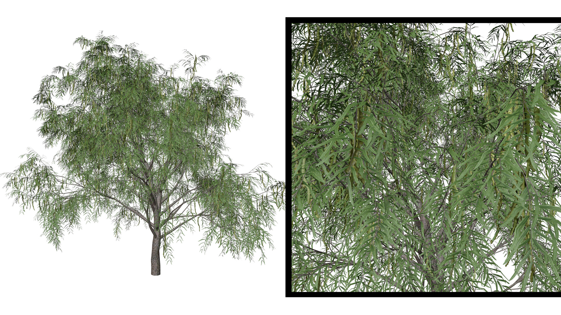 ArtStation - Honey Mesquite Tree #04 - High Poly Tree (3D Model) | Game ...