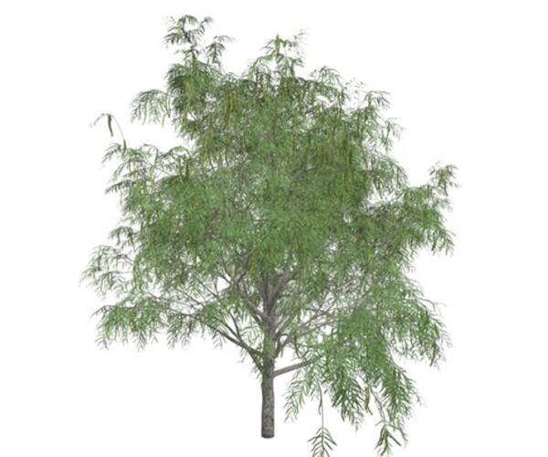 ArtStation - Honey Mesquite Tree #07 - High Poly Tree (3D Model) | Game ...