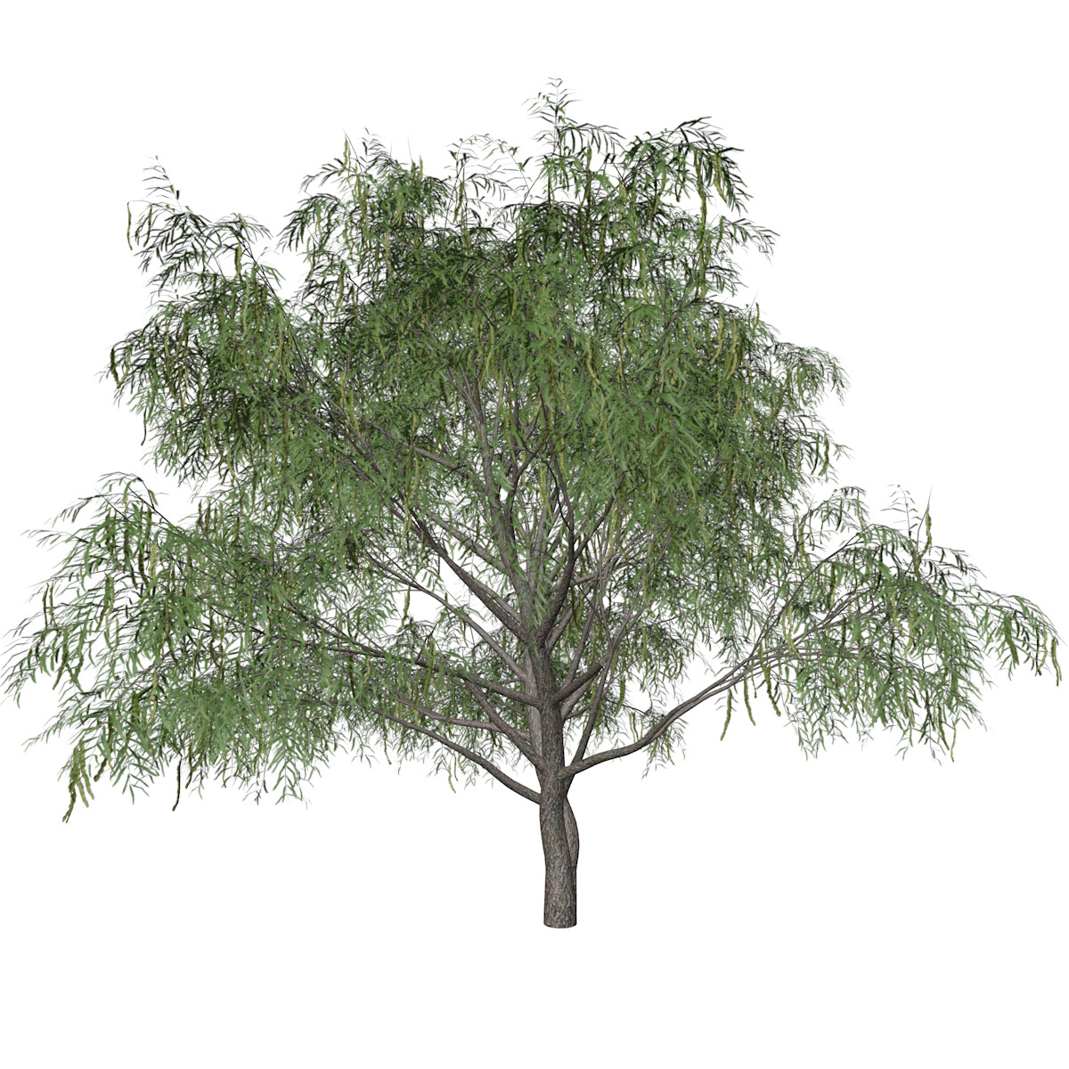 ArtStation - Honey Mesquite Tree #08 - High Poly Tree (3D Model) | Game ...