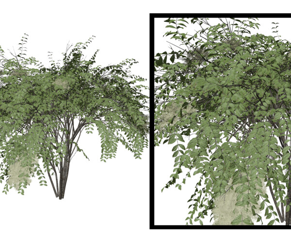 ArtStation - Japanese Angelica Tree #07 - High Poly Tree (3D Model ...