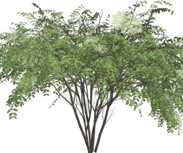 ArtStation - Japanese Angelica Tree #07 - High Poly Tree (3D Model ...
