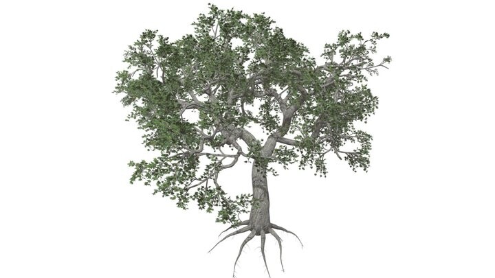 ArtStation - Japanese Maple Tree #01 - High Poly Tree (3D Model) | Game ...