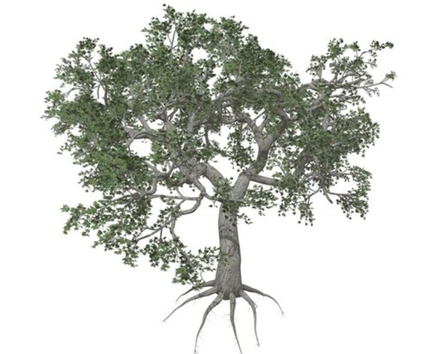 ArtStation - Japanese Maple Tree #01 - High Poly Tree (3D Model) | Game ...