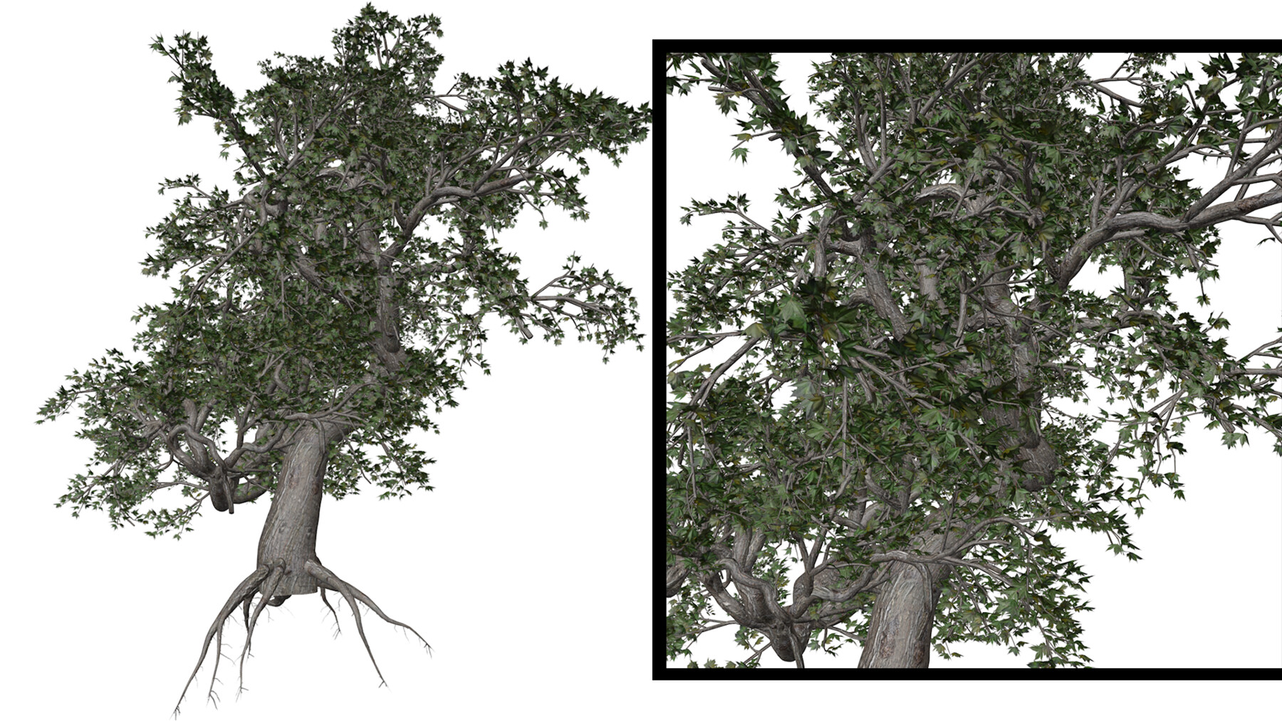 ArtStation - Japanese Maple Tree #02 - High Poly Tree (3D Model) | Game ...