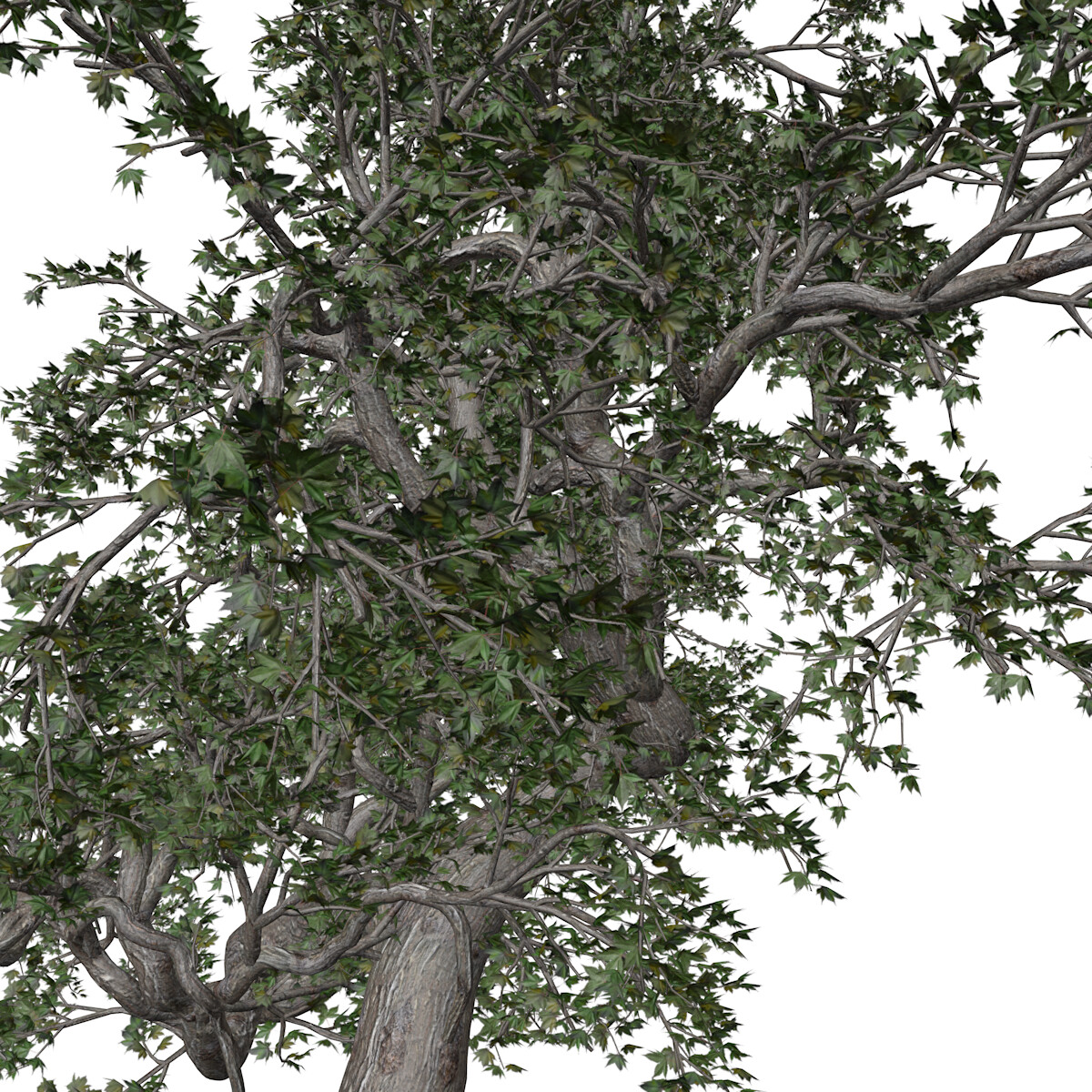 ArtStation - Japanese Maple Tree #02 - High Poly Tree (3D Model) | Game ...