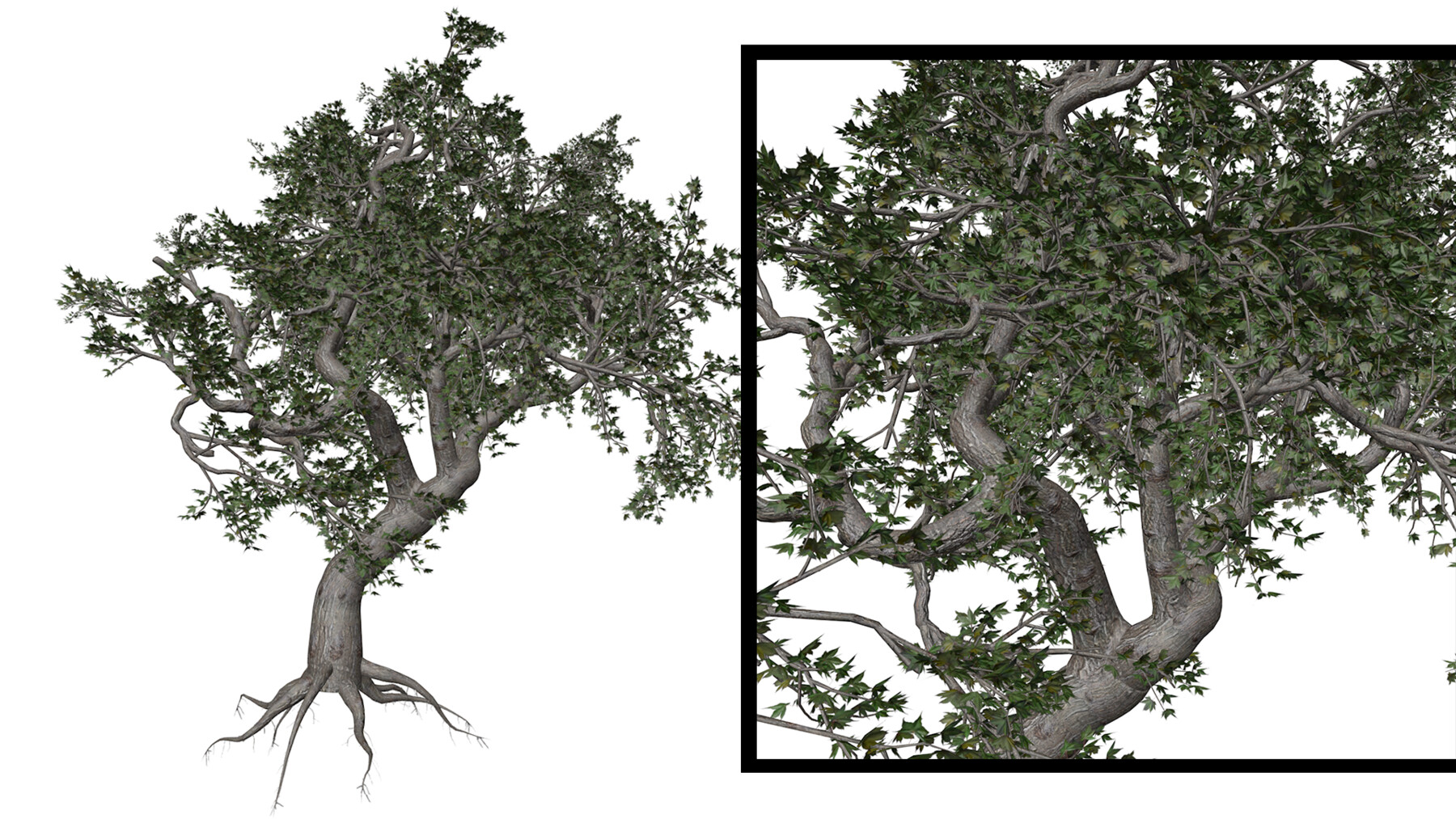 ArtStation - Japanese Maple Tree #04 - High Poly Tree (3D Model) | Game ...