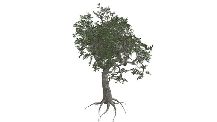 ArtStation - Japanese Maple Tree #04 - High Poly Tree (3D Model) | Game ...
