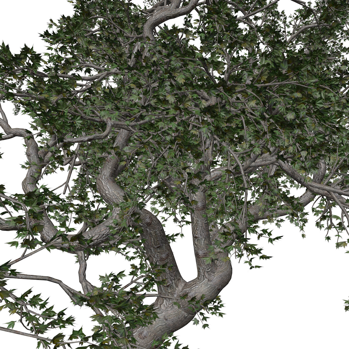 ArtStation - Japanese Maple Tree #04 - High Poly Tree (3D Model) | Game ...