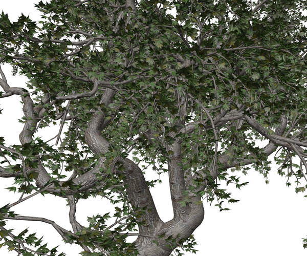 ArtStation - Japanese Maple Tree #04 - High Poly Tree (3D Model) | Game ...