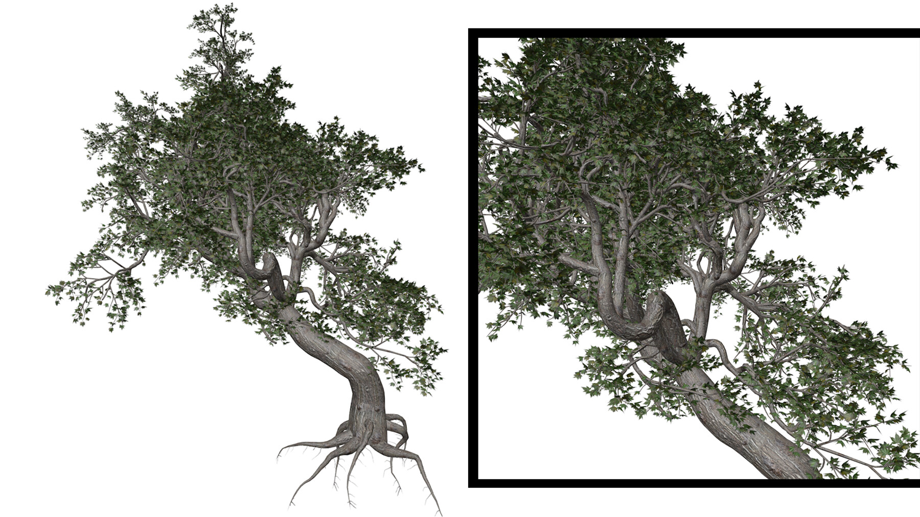 ArtStation - Japanese Maple Tree #06 - High Poly Tree (3D Model) | Game ...