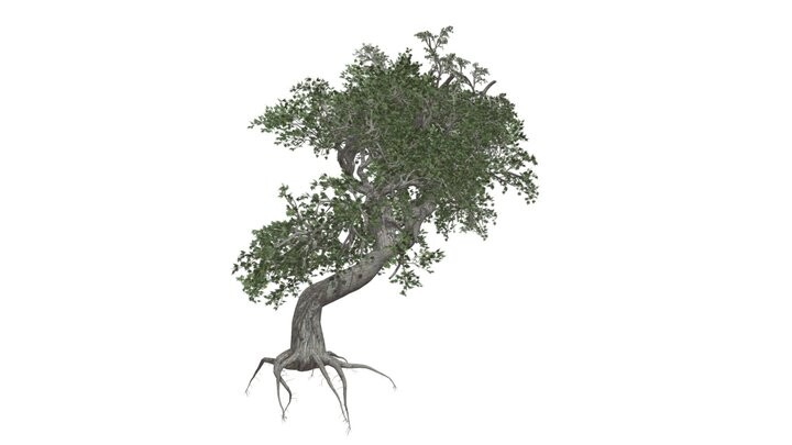 ArtStation - Japanese Maple Tree #06 - High Poly Tree (3D Model) | Game ...