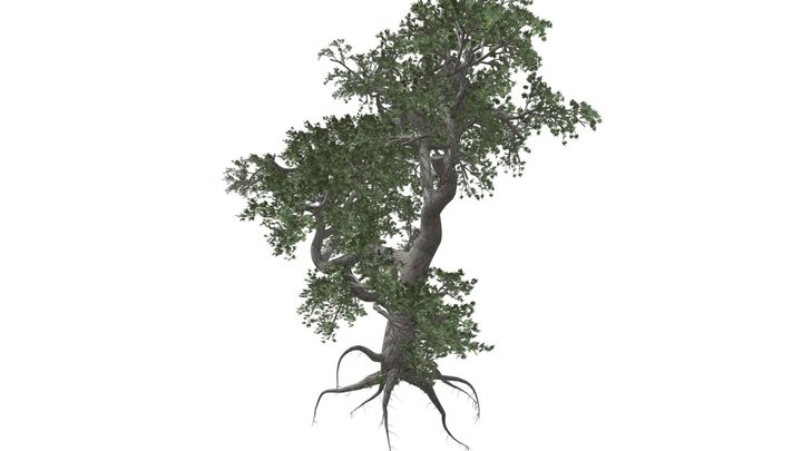ArtStation - Japanese Maple Tree #07 - High Poly Tree (3D Model) | Game ...