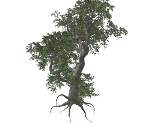 ArtStation - Japanese Maple Tree #07 - High Poly Tree (3D Model) | Game ...