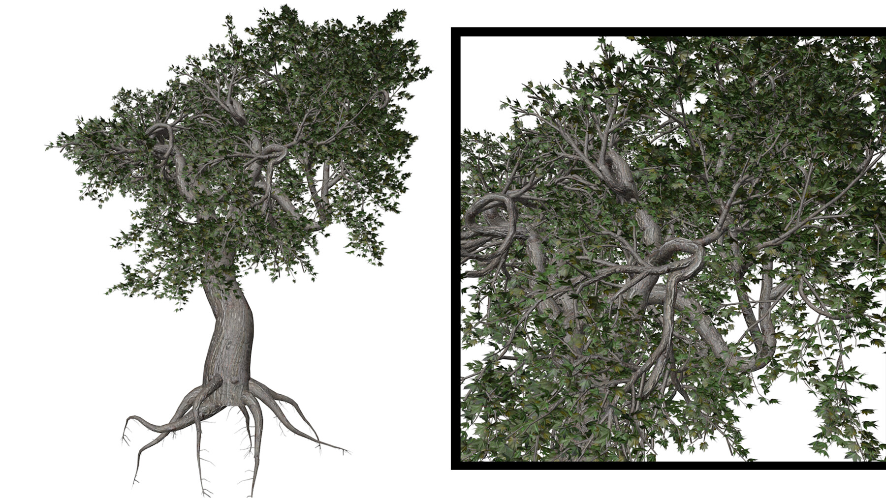 ArtStation - Japanese Maple Tree #08 - High Poly Tree (3D Model) | Game ...