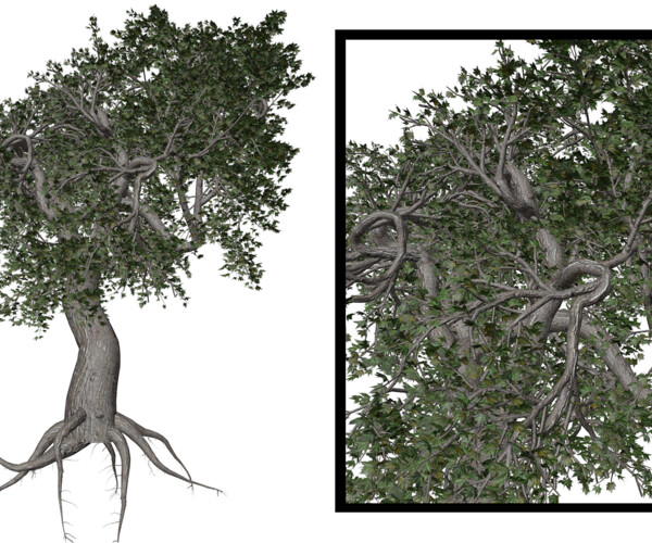 ArtStation - Japanese Maple Tree #08 - High Poly Tree (3D Model) | Game ...