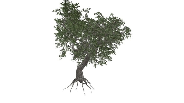 ArtStation - Japanese Maple Tree #08 - High Poly Tree (3D Model) | Game ...