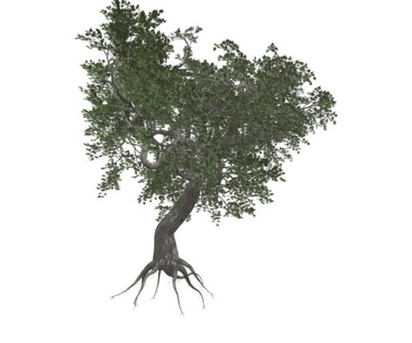 ArtStation - Japanese Maple Tree #08 - High Poly Tree (3D Model) | Game ...