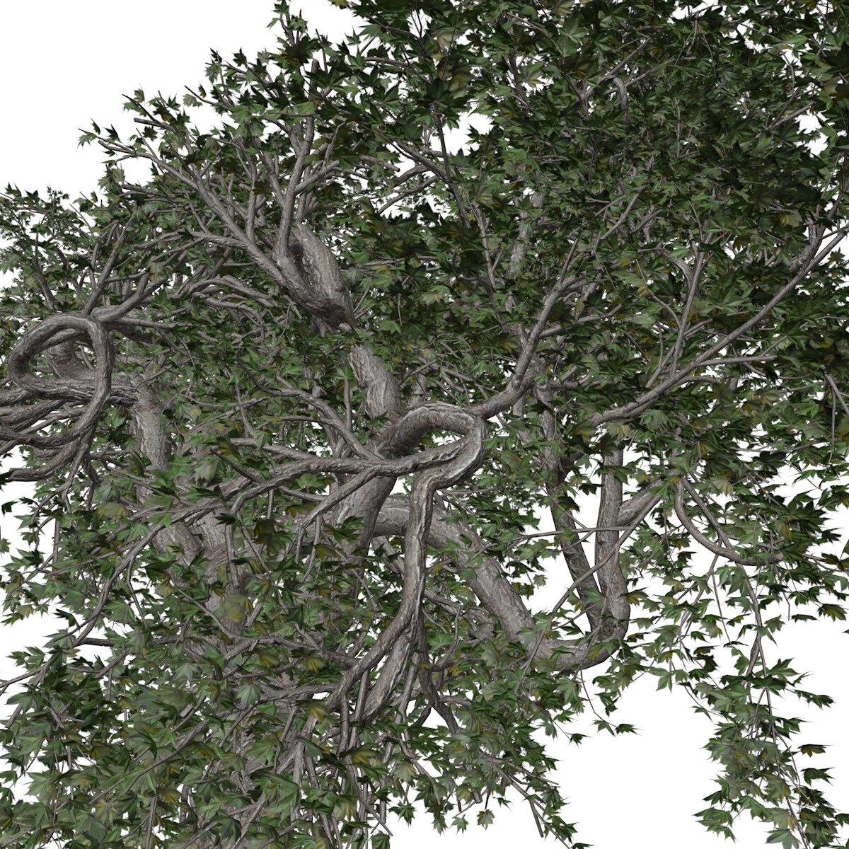 ArtStation - Japanese Maple Tree #08 - High Poly Tree (3D Model) | Game ...
