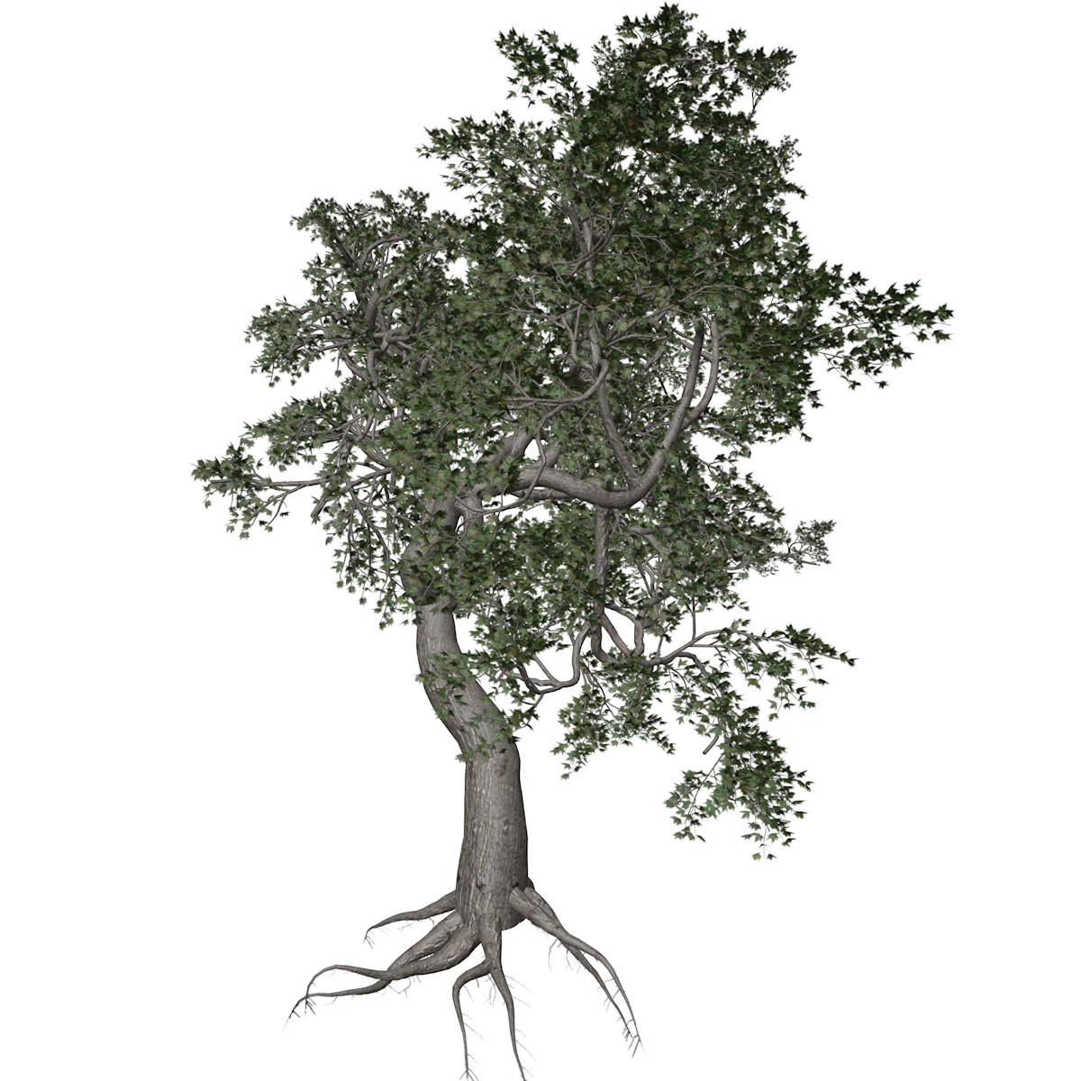 ArtStation - Japanese Maple Tree #09 - High Poly Tree (3D Model) | Game ...