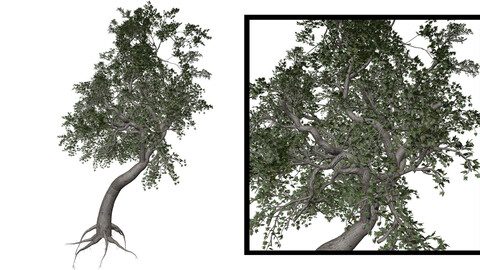 ArtStation - Japanese Maple Tree #10 - High Poly Tree (3D Model) | Game ...