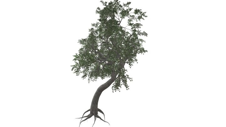 ArtStation - Japanese Maple Tree #10 - High Poly Tree (3D Model) | Game ...