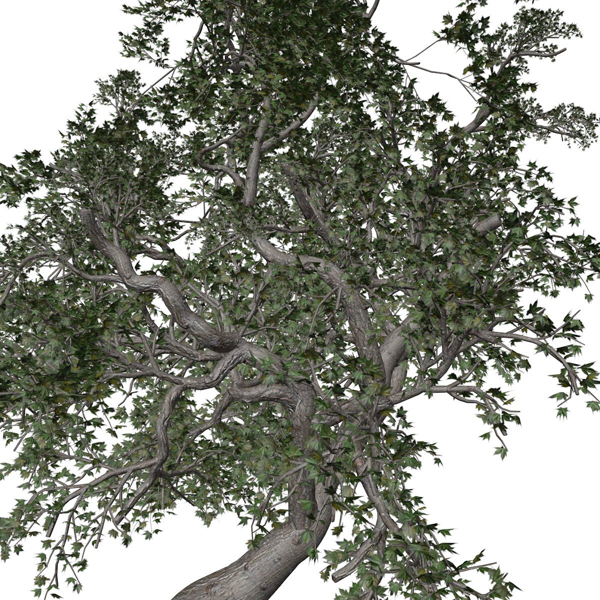 ArtStation - Japanese Maple Tree #10 - High Poly Tree (3D Model) | Game ...