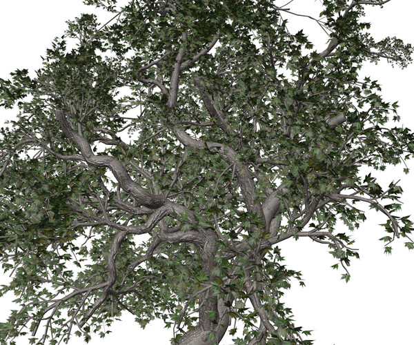ArtStation - Japanese Maple Tree #10 - High Poly Tree (3D Model) | Game ...