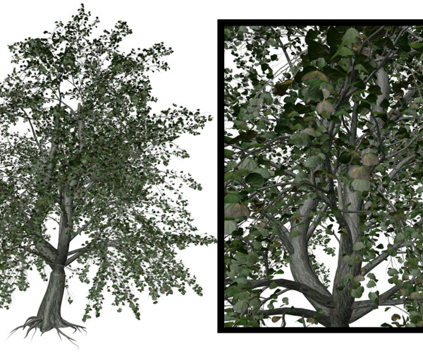ArtStation - Katsura Tree #09 - High Poly Tree (3D Model) | Game Assets