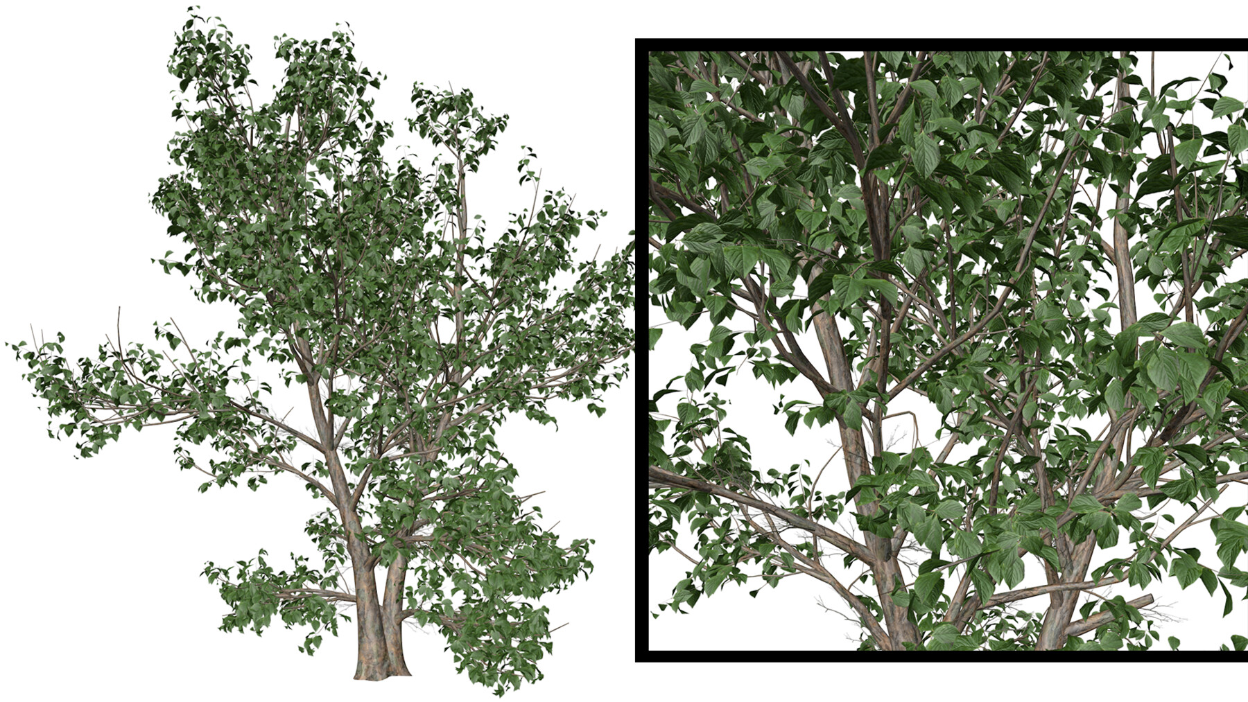 ArtStation - Korean Stewartia Tree #02 - High Poly Tree (3D Model ...