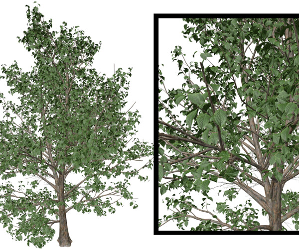 ArtStation - Korean Stewartia Tree #04 - High Poly Tree (3D Model ...