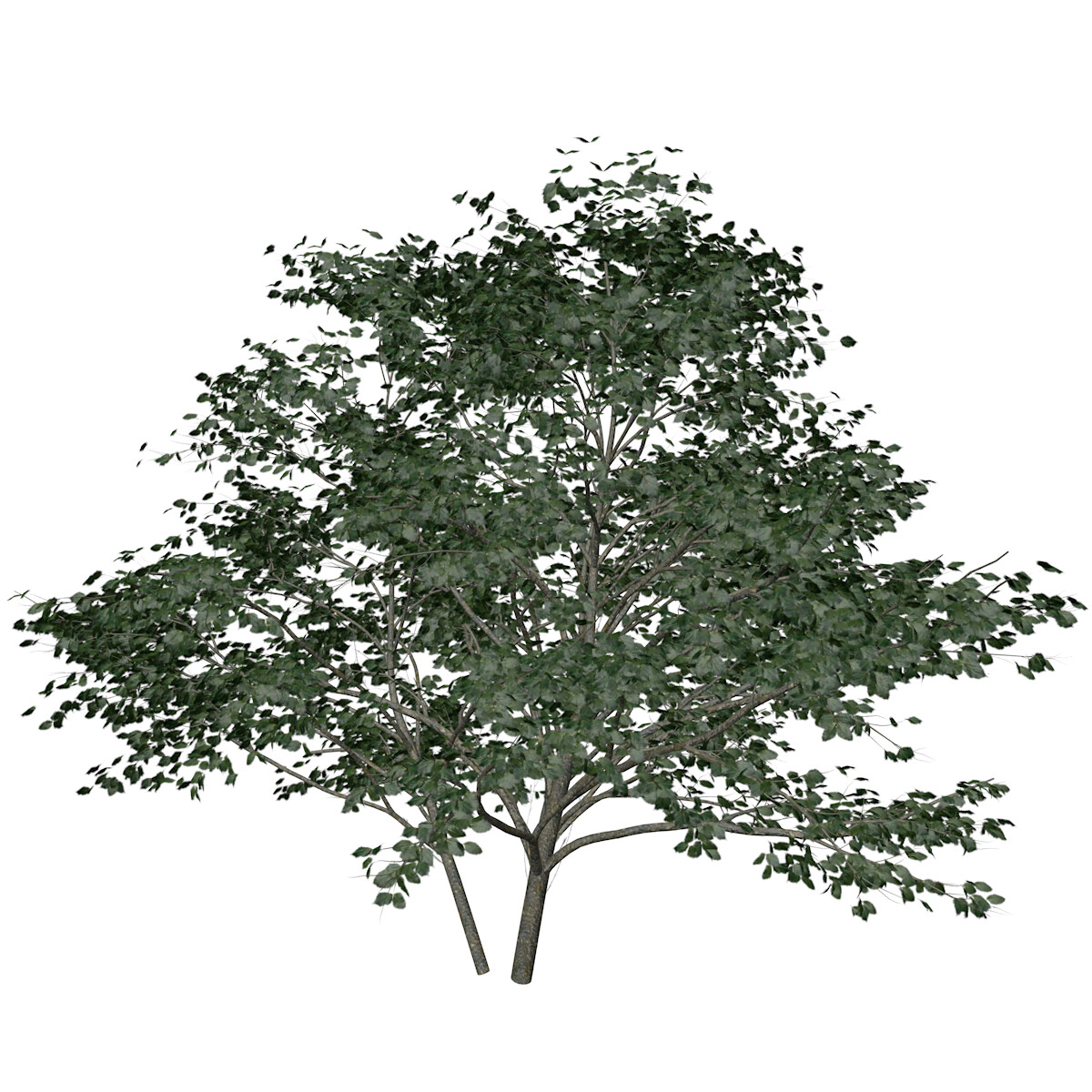 ArtStation - Kousa Dogwood Tree #04 - High Poly Tree (3D Model) | Game ...