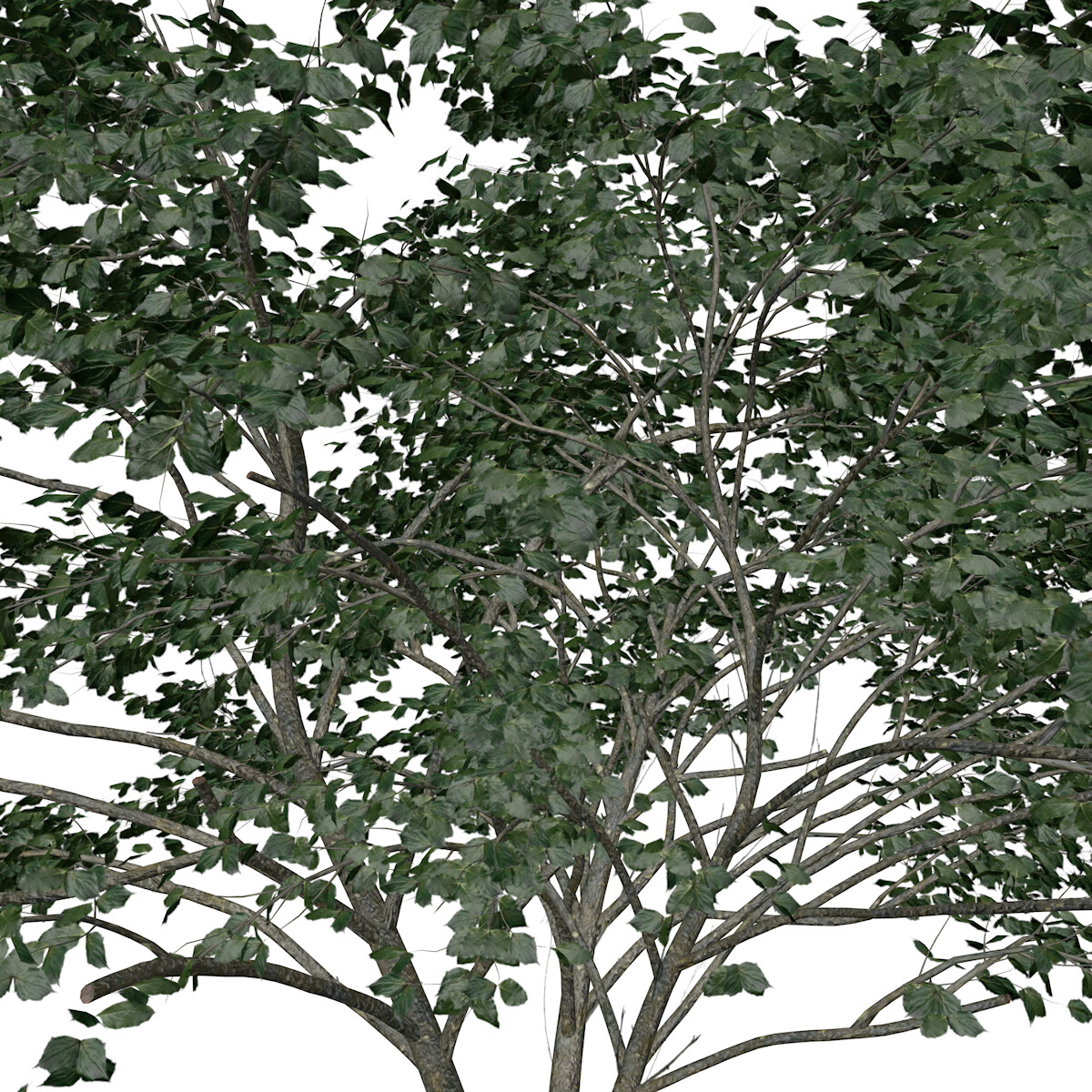 ArtStation - Kousa Dogwood Tree #05 - High Poly Tree (3D Model) | Game ...