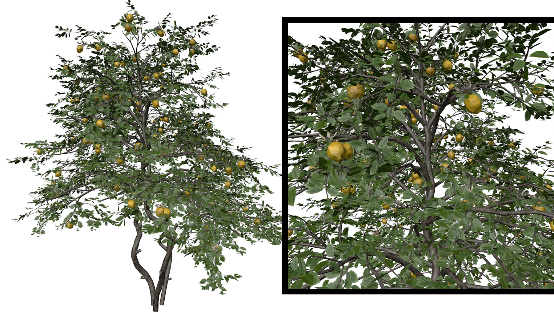 ArtStation - Lemon Tree #01 - High Poly Tree (3D Model) | Game Assets