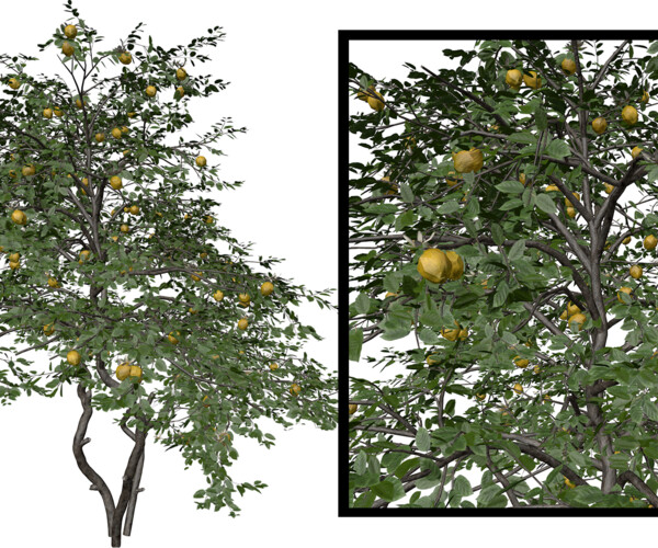 ArtStation - Lemon Tree #01 - High Poly Tree (3D Model) | Game Assets