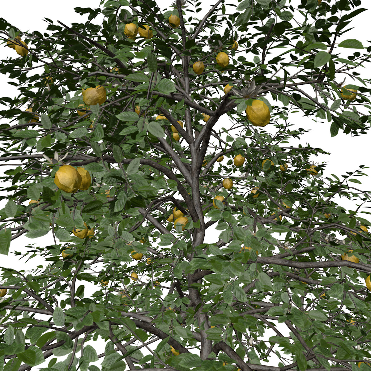 ArtStation - Lemon Tree #01 - High Poly Tree (3D Model) | Game Assets