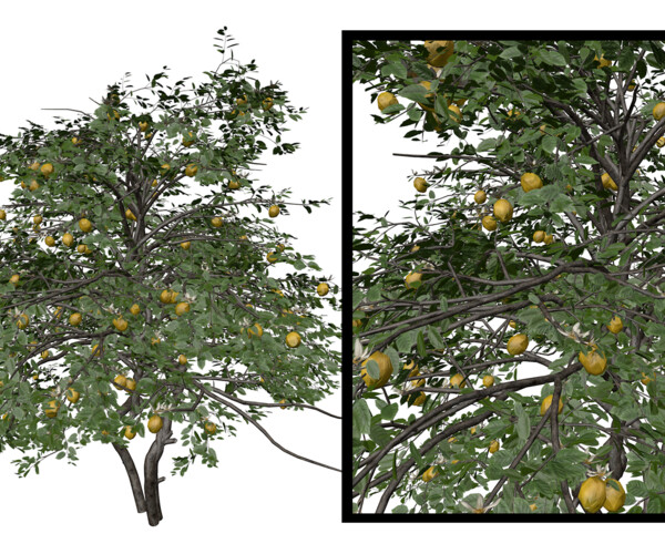 ArtStation - Lemon Tree #02 - High Poly Tree (3D Model) | Game Assets